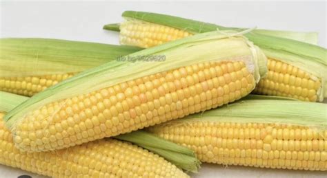 Сладка царевица Селскостопански продукти Варна Сладка царевица отлично качество бър