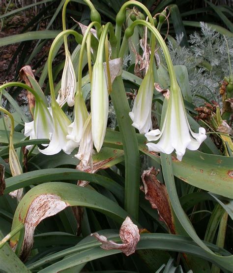Crinum Aquarium And Pond Plants Of The World E3