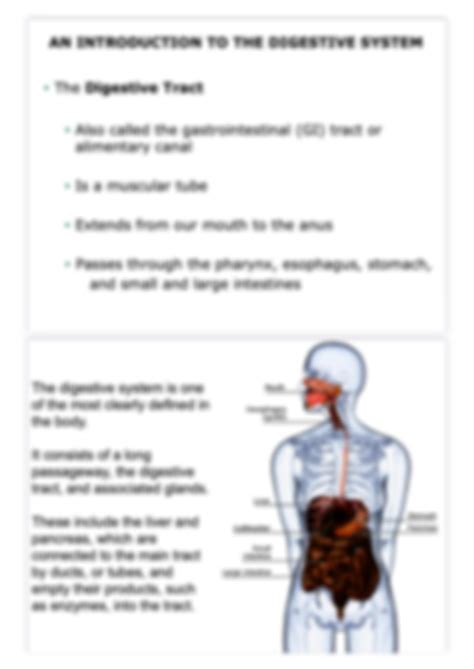 SOLUTION: The digestive system study guide - Studypool