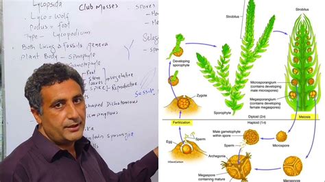 Club Mosses Lycopsida Youtube
