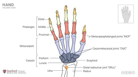 Wrist Joint Diagram