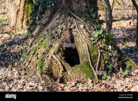 A Tree Stump With Hollow Stock Photo Alamy