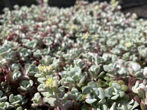 Sedum Spathulifolium Sevenoaks Native Nursery