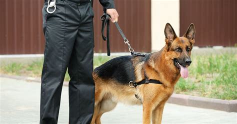 Understanding Amazon Guardduty In Simple Words By Farid Zs Aws In Plain English