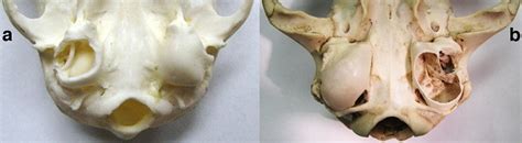 Characteristics Of Crown Primates Learn Science At Scitable