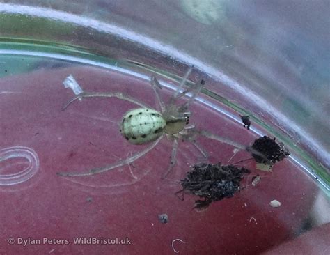 Common Candy Stiped Spider Enoplognatha Ovata Species Wildbristol Uk