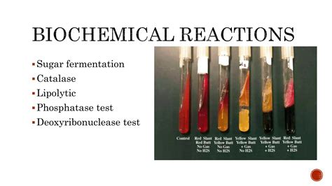 Gram Positive And Gram Negitive Bacteria Pptx