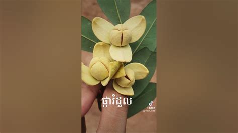 ផ្ការំដួល Romdoul Flower Youtube