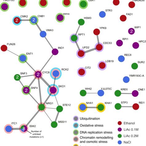 Protein Protein Interaction Network Of All Genes Affected By De Novo Download Scientific