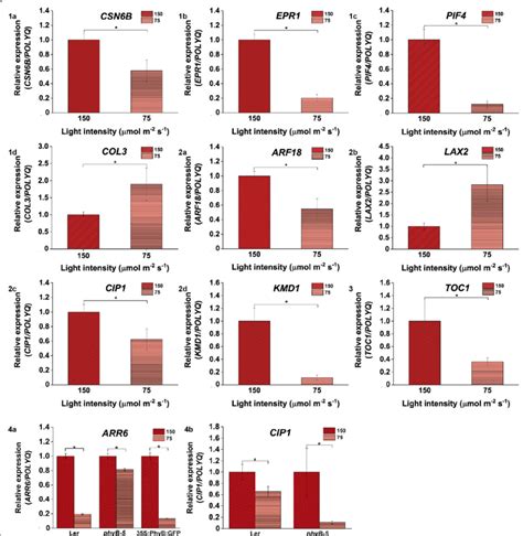Relative Expression Of Genes Involved In Light Hormone And Download Scientific Diagram