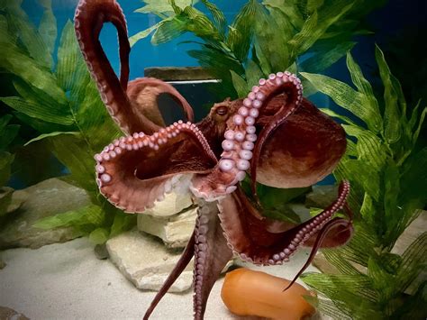 Discover The Mysteries Of The Giant Pacific Octopus While Visiting