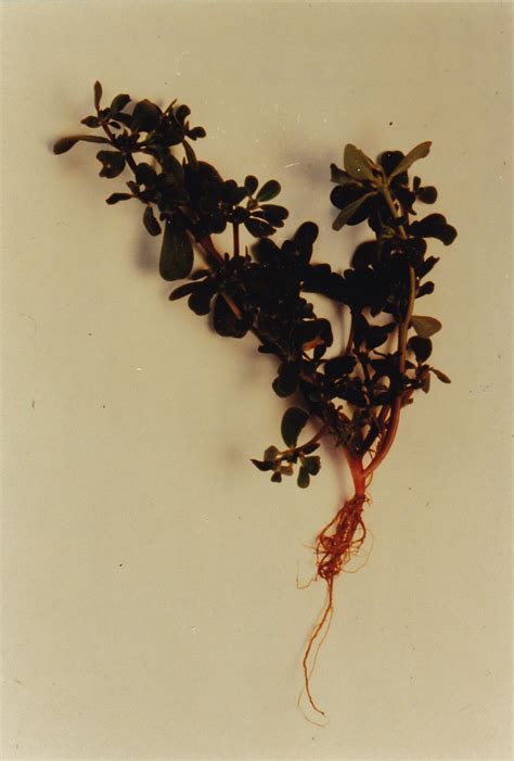 Portulaca Oleracea Purdue University Famine Foods