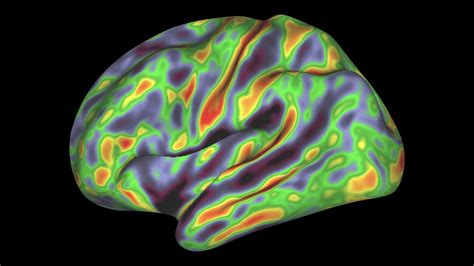 Decoding Language Development By Elife Brains And Behaviour Medium