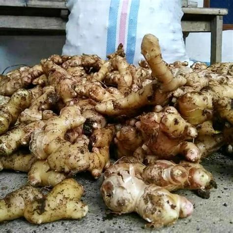 Jual Rimpang Jahe Empritjahe Putih Segar 350 Gram Shopee Indonesia