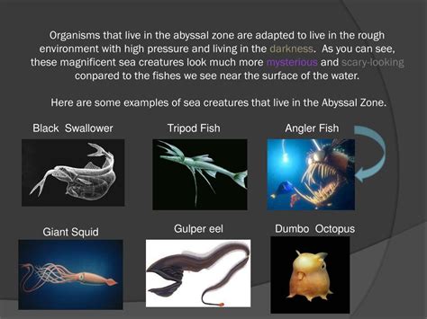 Abyssal Region