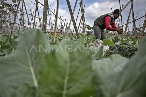 Indonesias Pdb Structure At The Quarter I 2025 Antara Foto