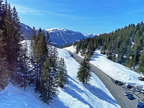 Spring Atmosphere In The Alpine Coniferous Forests And Among The