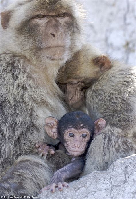 Infant Macaque Shows He Loves The Camera Daily Mail Online