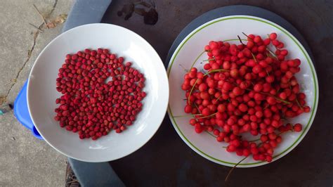 Phalsa Berry General Fruit Growing Growing Fruit
