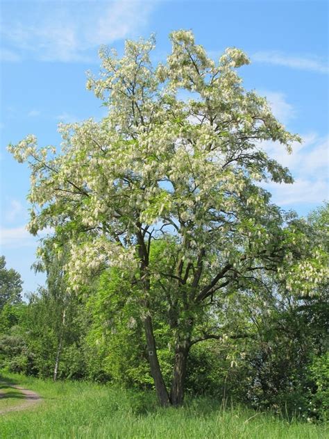 False Acacia Robinia Pseudoacacia Growing Guides