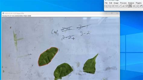 Imagej Measuring Area Measurements And Regions Of Interest · Analyzing