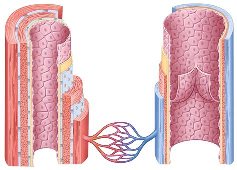 Erectile Dysfunction Pad Symptoms American Endovascular