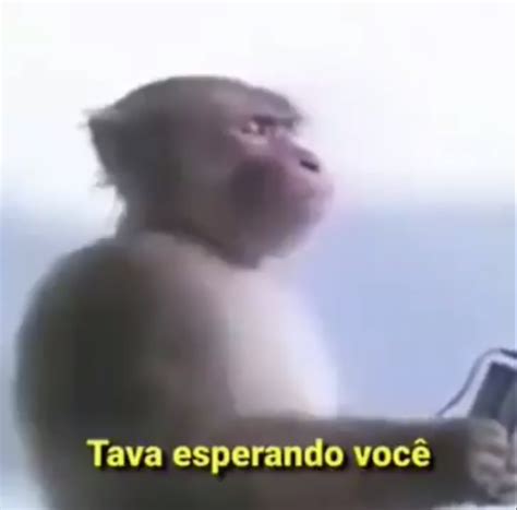 Monke Album On Imgur Monke Album On Imgur