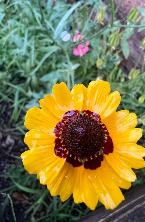 Hello World Rflowers