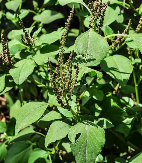 Amaranthus Spinosus Extract Powder Packaging Type Drum At Best Price