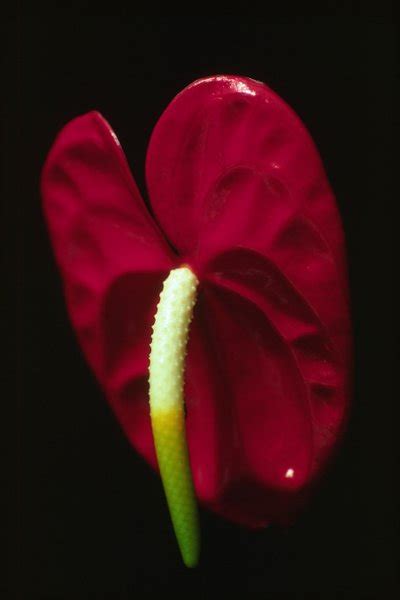 Mastery Of Sex Spiritual Meaning Of Flower By The Mother