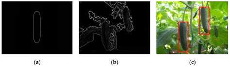 Real Time Cucumber Target Recognition In Greenhouse Environments Using Color Segmentation And