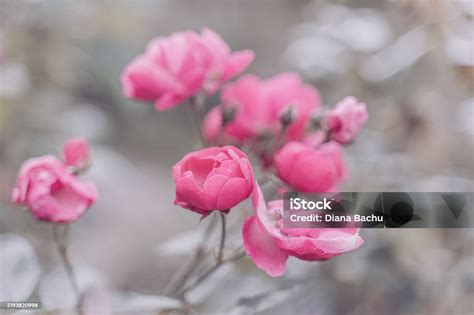 결혼식 인사말 배경입니다 선택적 초점이 있는 핑크 로즈 복사 공간이 있는 배경 기프트 카드 사진 사랑의 상징 정원 꽃 포스터 배경입니다 꽃이 클로즈업 텍스트를 위한 공간 0