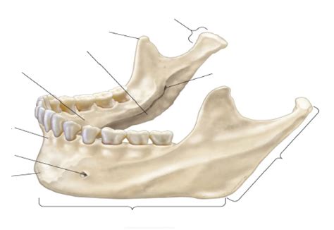 Mandible Labeling Diagram Quizlet