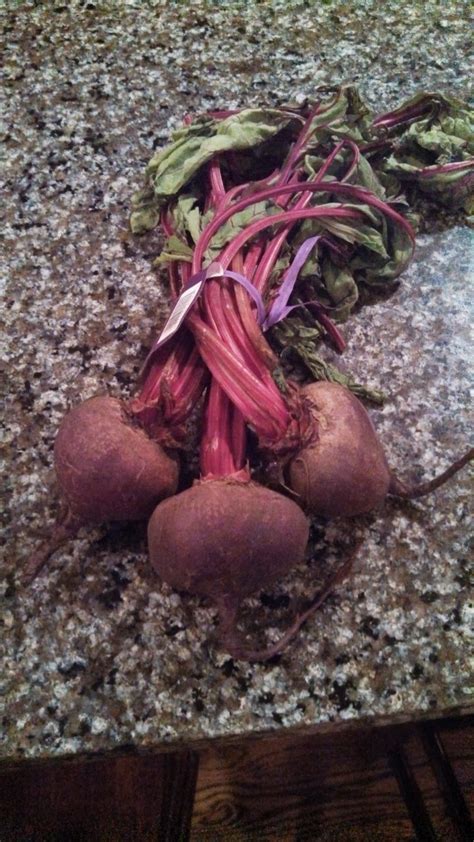 Plant Scavenger Hunt Modified Roots