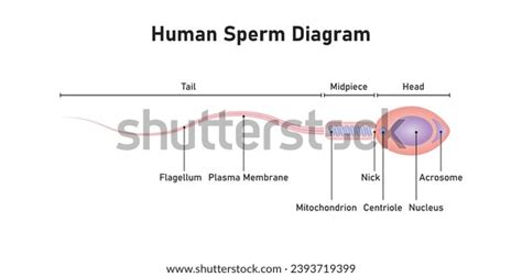 Human Sperm Diagram Scientific Design Vector Stock Vector Royalty Free