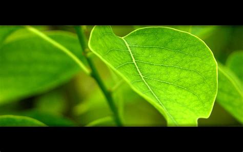 1600 Зелені шпалери на робочий стіл Hd 🔥 Скачати Безкоштовно заставки