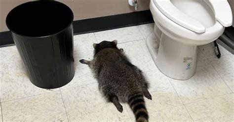 Raccoon Goes On Drunken Rampage In Virginia Liquor Store And Passes Out