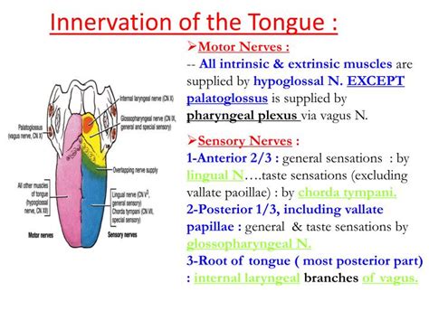 What 3 Cranial Nerves Provide Taste Sensation To The Tongue Fdomf