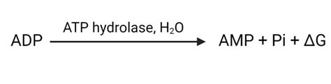 Atp Structure Production Synthesis Functions