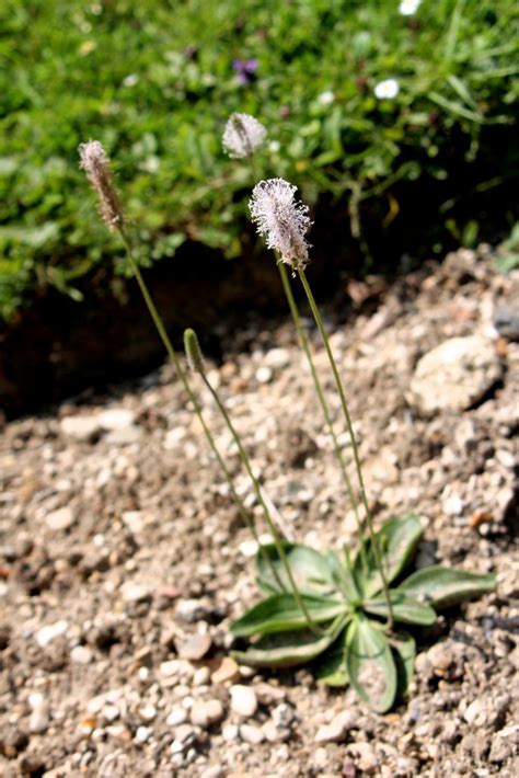 Plantain Uses And Plant Profile