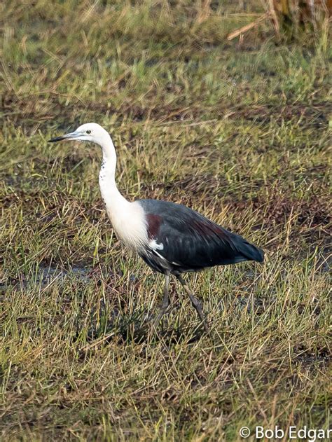 Ardea – Solitary Islands Underwater Research Group