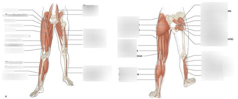 Diagram Of MSK Questions Quizlet