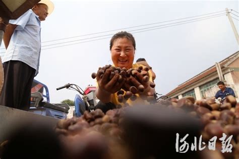 河北迁安：板栗丰收季 农民收获忙河北日报客户端