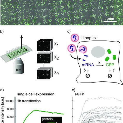 Single Cell Translation Assay For Highly Parallel Readout Of Reporter