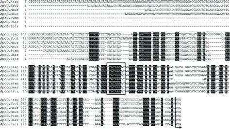 Evolutionary Conservation Of Apod 5 Utr In Mammals Multiple Sequence