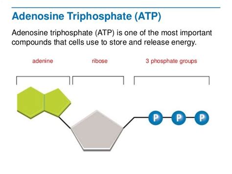 Atp Diagram