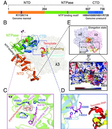Structure Of μ2 Indicating Its Contribution To Transcription A