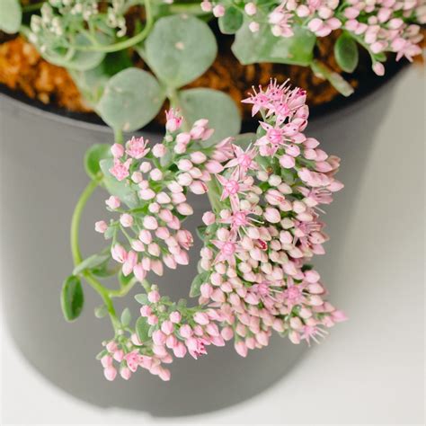 Sedum Cauticola Lidakense Plantì Shop