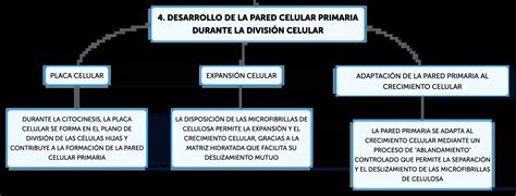 Estructura Y Composición De La Pared Celular En Plantas Algor Cards