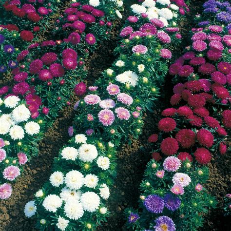 Thompson And Morgan Aster Starlight Mixed Garden Ready Plant 15 Pack Homebase